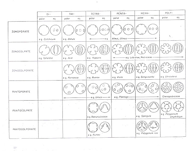 Geo's USTJ Papua Study: MIKROPALEONTOLOGI to Geology