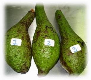 El cuexcomate: La pagua (Persea schiedeana)