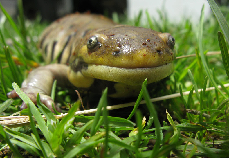 Tiger Salamander The Biggest Animals Kingdom tiger-salamander-the-biggest-animals-kingdom