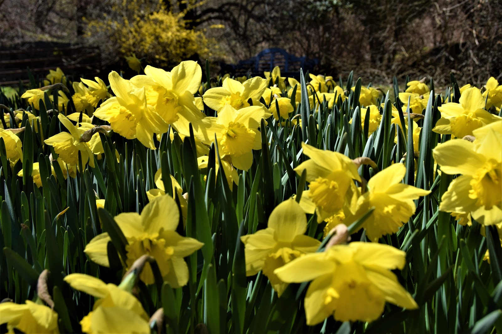 Vicki Lane Mysteries: A Host of Golden Daffodils