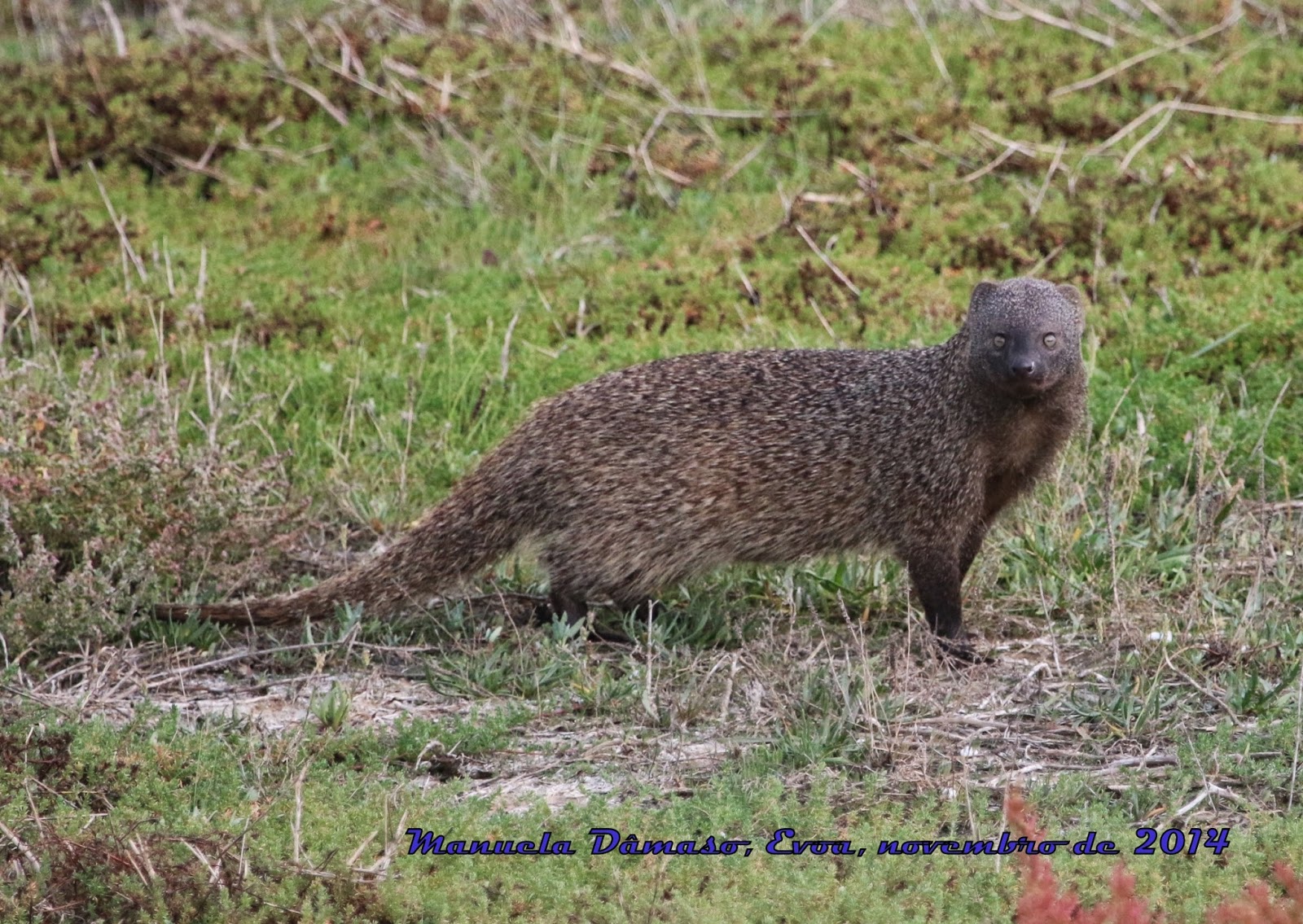 Voando na Natureza: Um visitante inesperado, Evoa