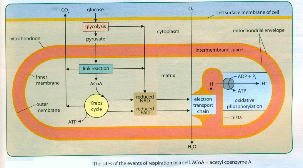 # 90 Oxidative phosphorylation and Electron transport chain | Biology ...