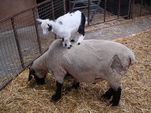 Funny Animals: Cute Baby Goat