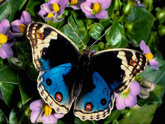 MARIPOSARIOS: MARIPOSARIOS COLOMBIA