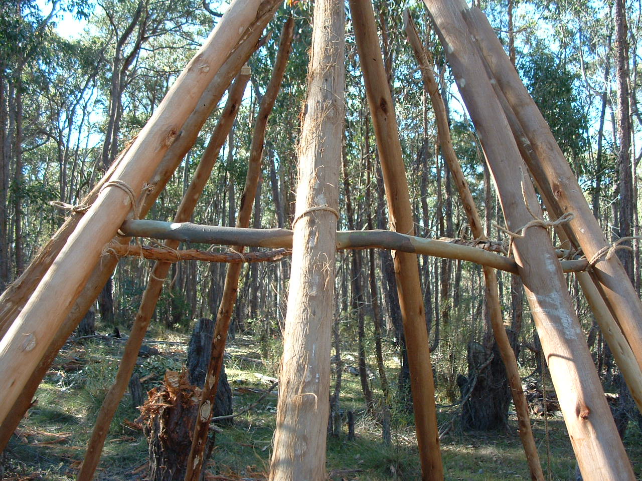 A Woodsrunner's Diary: Working on a Wigwam for a Winter Shelter.