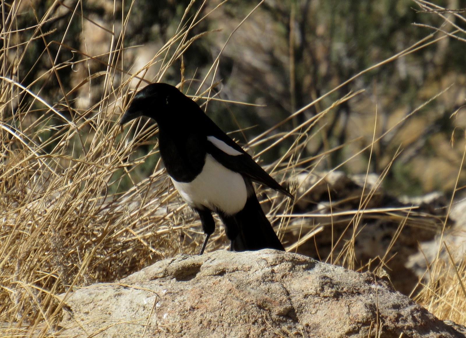 Black-billed Magpies East of the Sierra Crest