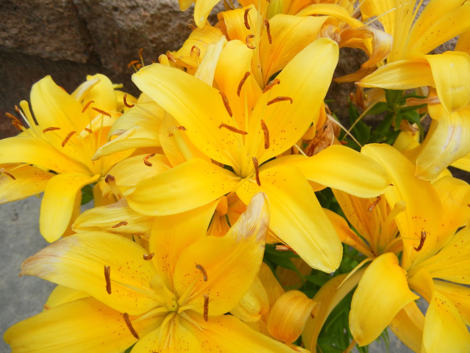 Yellow lily