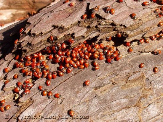 Exploring Ladybugs