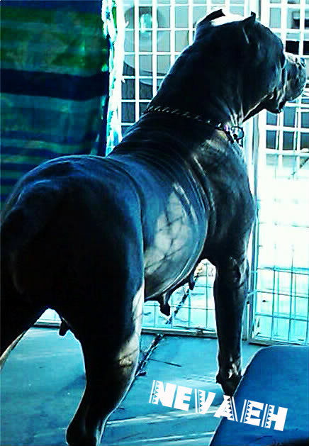 Bandog Pups : Desert Elite Bandogs