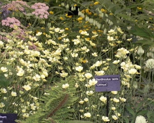 MIN VILLAHAGE: Lysegul smørblomst - ranunculus actris citrinus