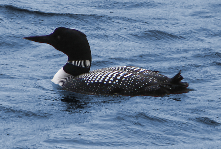 The Loon | Did you know Canada?