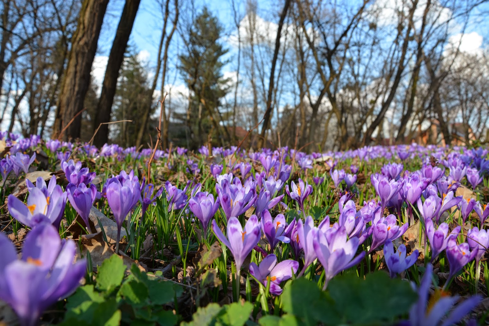 TUDOR PHOTO BLOG: Flori de Primavara la Baia Mare,Spring Flowers at ...