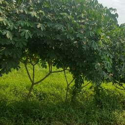 Warisan Petani: Pokok Ubi Gajah.