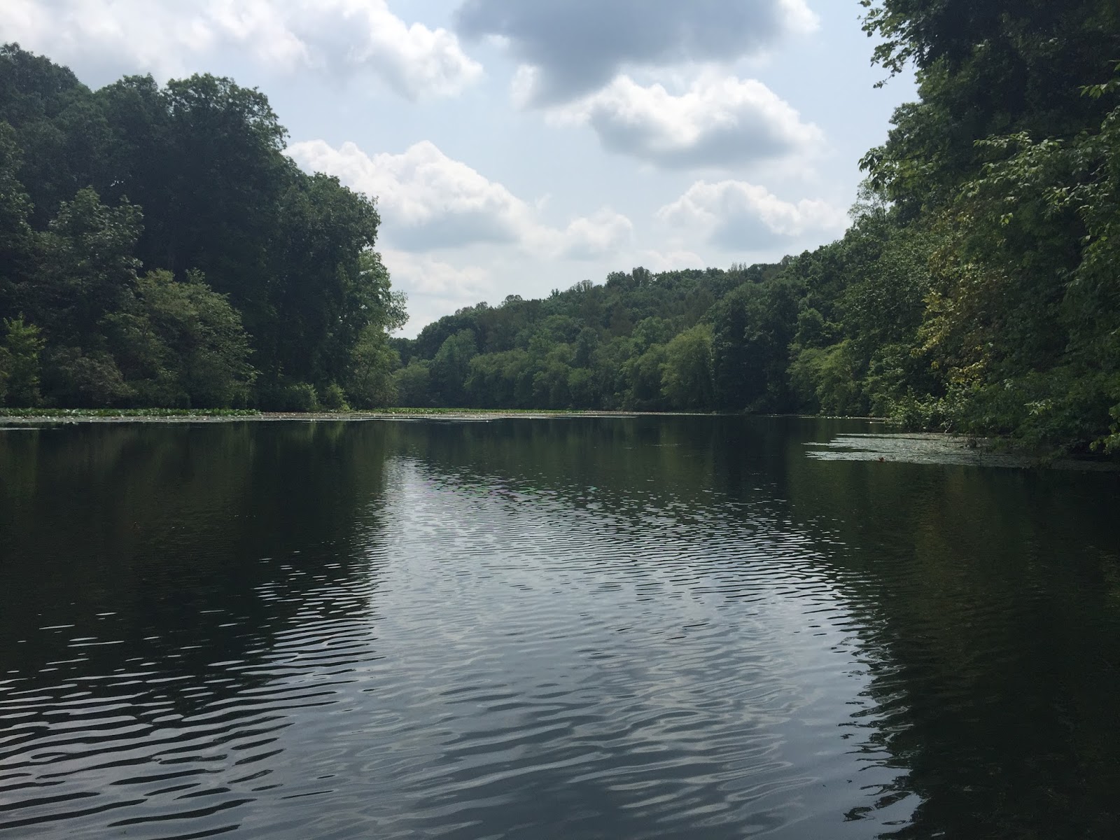 Kayaking Across Ohio: Lake Rupert: Damselflies' Playground