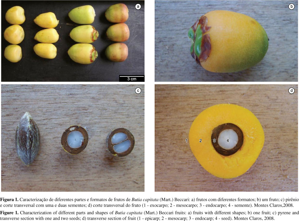 Formação do Fruto | blogger de biologia