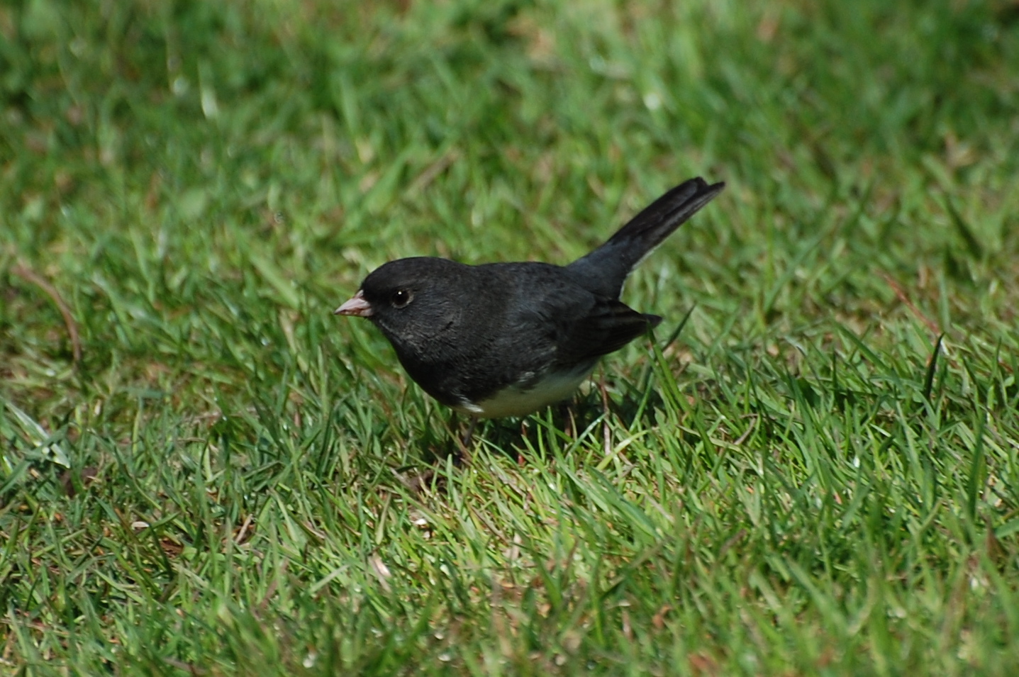 Urban Wildlife Guide: The Dark-eyed Junco