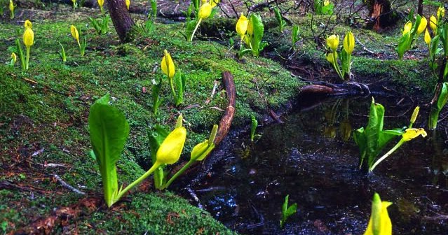 One Perfect Bite: Signs of Spring, Skunk Cabbage and Outdoor Wednesday