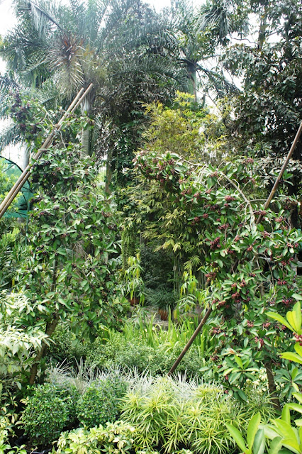 OUR PHILIPPINE TREES: The Heavily Burdened Tagpo Trees