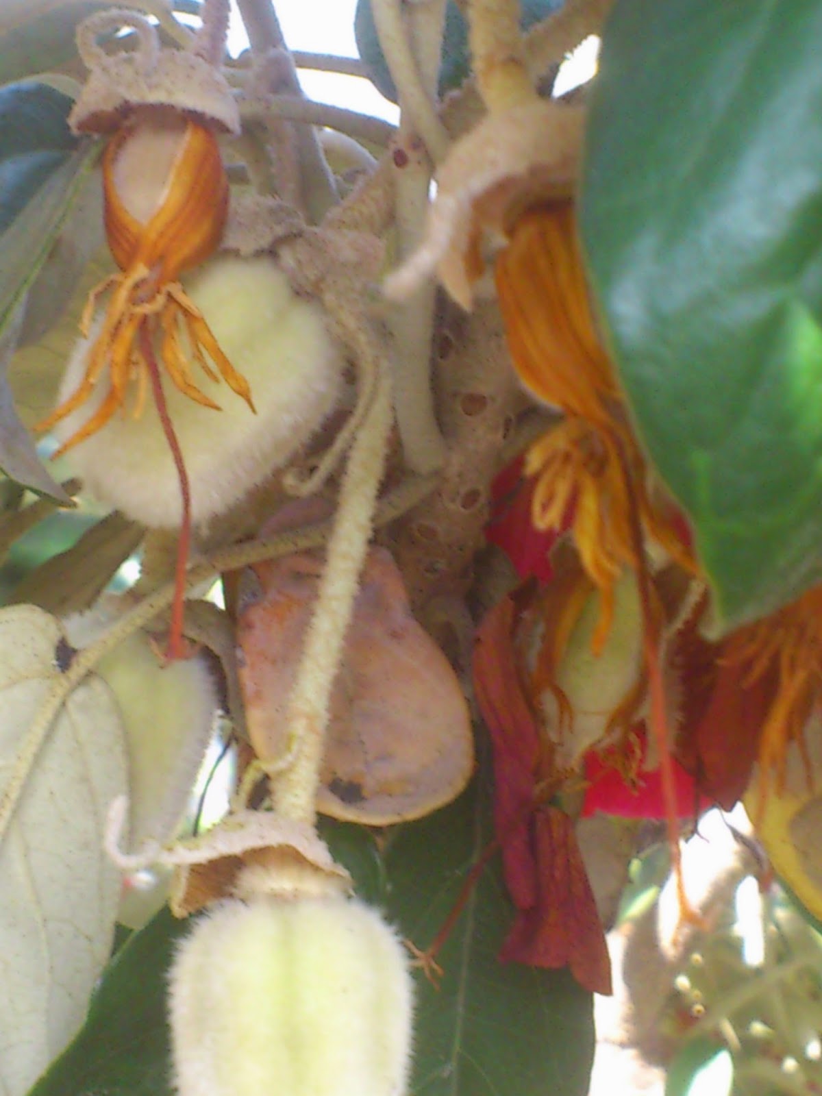 Bonsai Mauritius: Trochetia Boutoniana National Flower of Mauritius