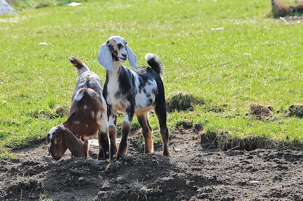 Vermont Dairy Goats: Six Weeks of Growth