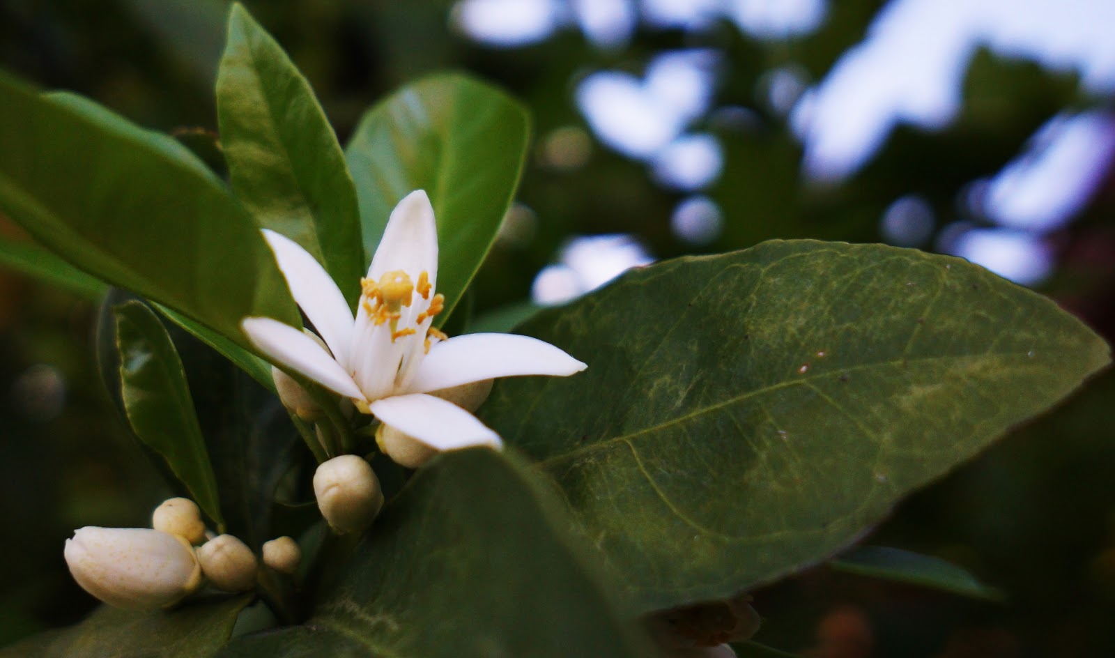 photos A6000: First shot, 19mm Sigma Flower