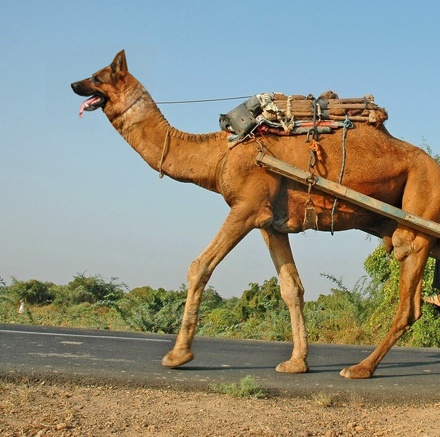 Art of Apex High School: Your Fall 2013 Newimals : Part 1