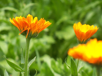Plant Journeys: Calendula at Peak, Lavender Distillation, and Summer Lush