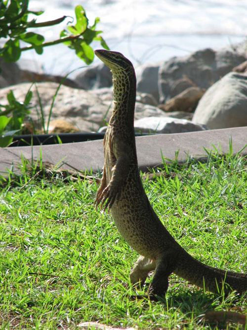 Lock Family Ramblings: Of skinks, goannas and lizards