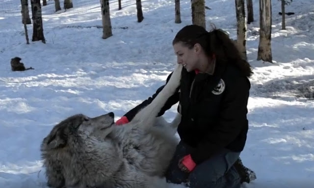 White Wolf : The heartwarming moment the giant timber wolf plays with ...
