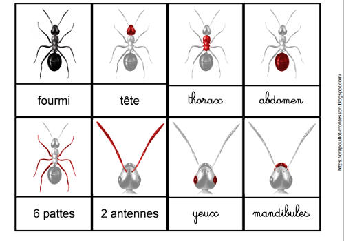 Crapouillotage: La FOURMI
