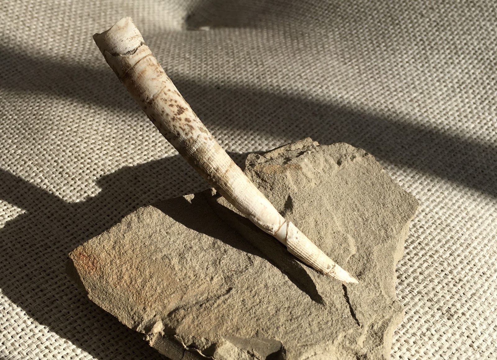 ARCHEA: SCAPHOPODA: TUSK SHELLS