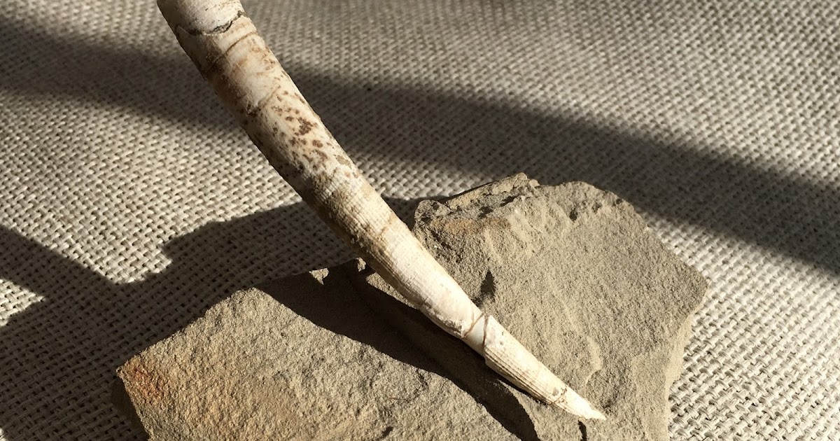 FOSSIL HUNTRESS: SCAPHOPODA: TUSK SHELLS