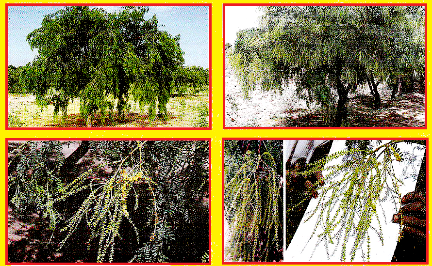 STATE TREE OF RAJASTHAN- KHEJADI राजस्थान का राज्य वृक्ष - खेजड़ी