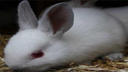 Konijnenhouden.nl - Konijnenrassen | Opvoeding | Verzorging ...