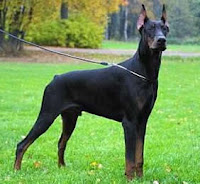 WE ARE IN FOREST: Doberman Dog