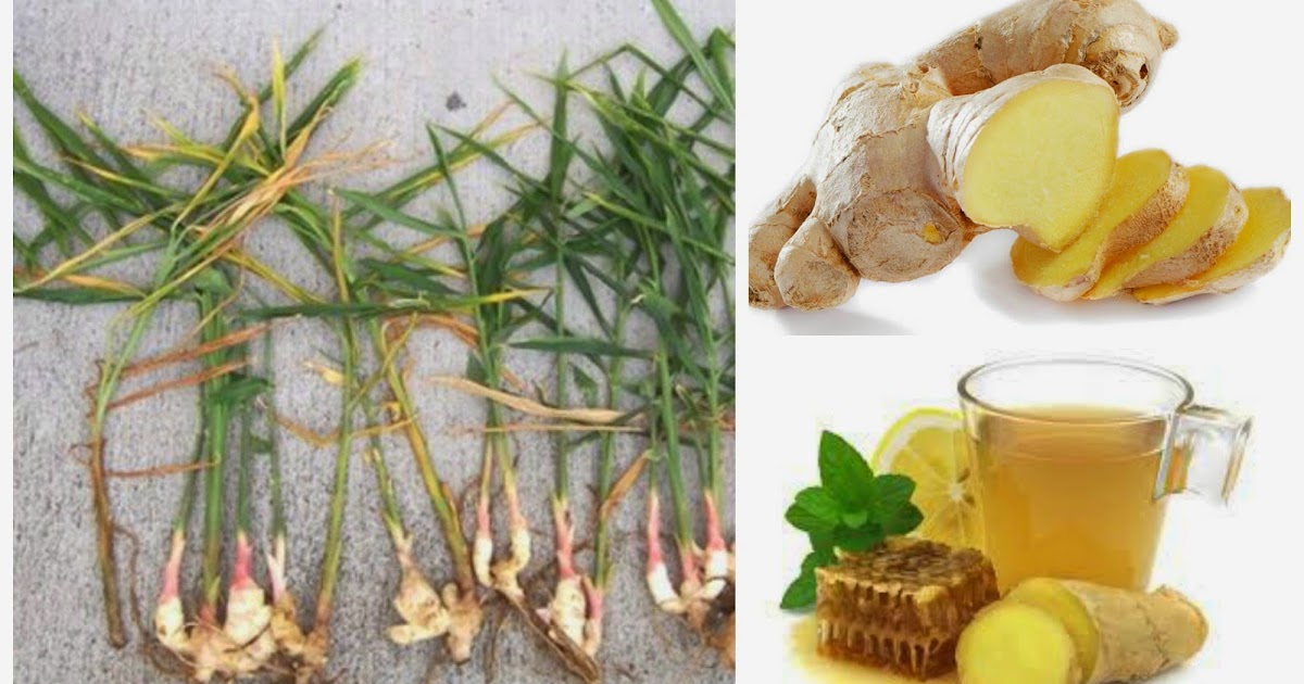 PROPIEDADES CURATIVAS DEL KION O JENGIBRE : FRUTAS VERDURAS BENEFICIOS ...