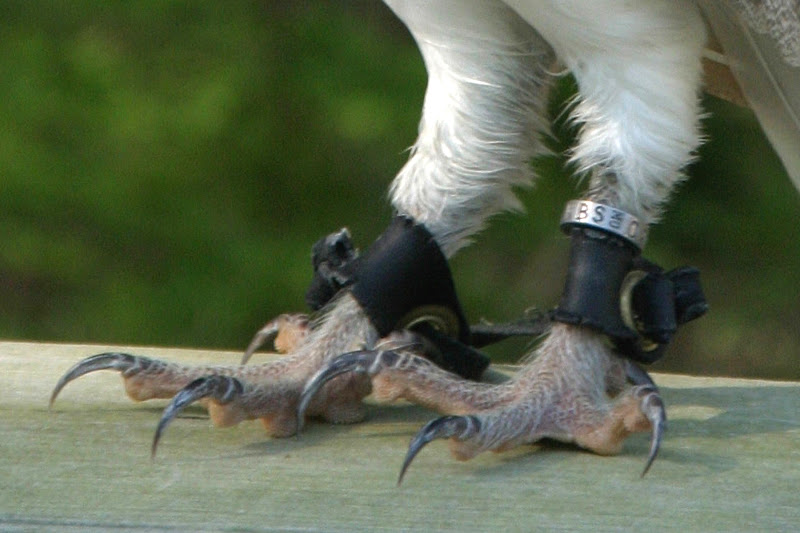 World Bird Sanctuary: Save a naturalist! Sponsor a glove!