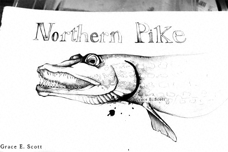 Grace Scott Illustration & Design: Northern Pike: A fish of many teeth...