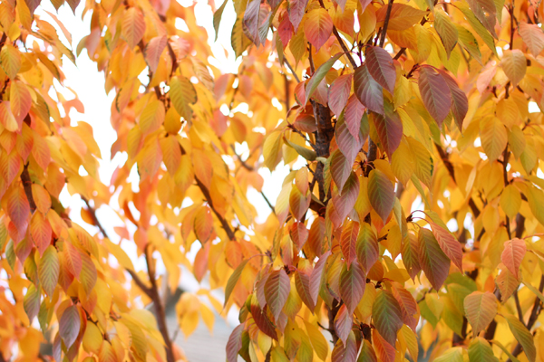 VW Garden: Last Gasp of Fall Color