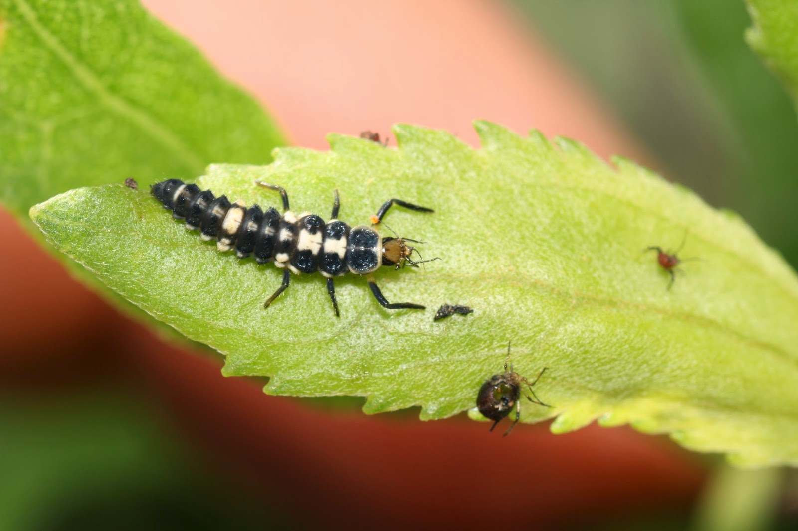 Salt marsh entomologist blog: Aphids and their predators on marsh elder ...
