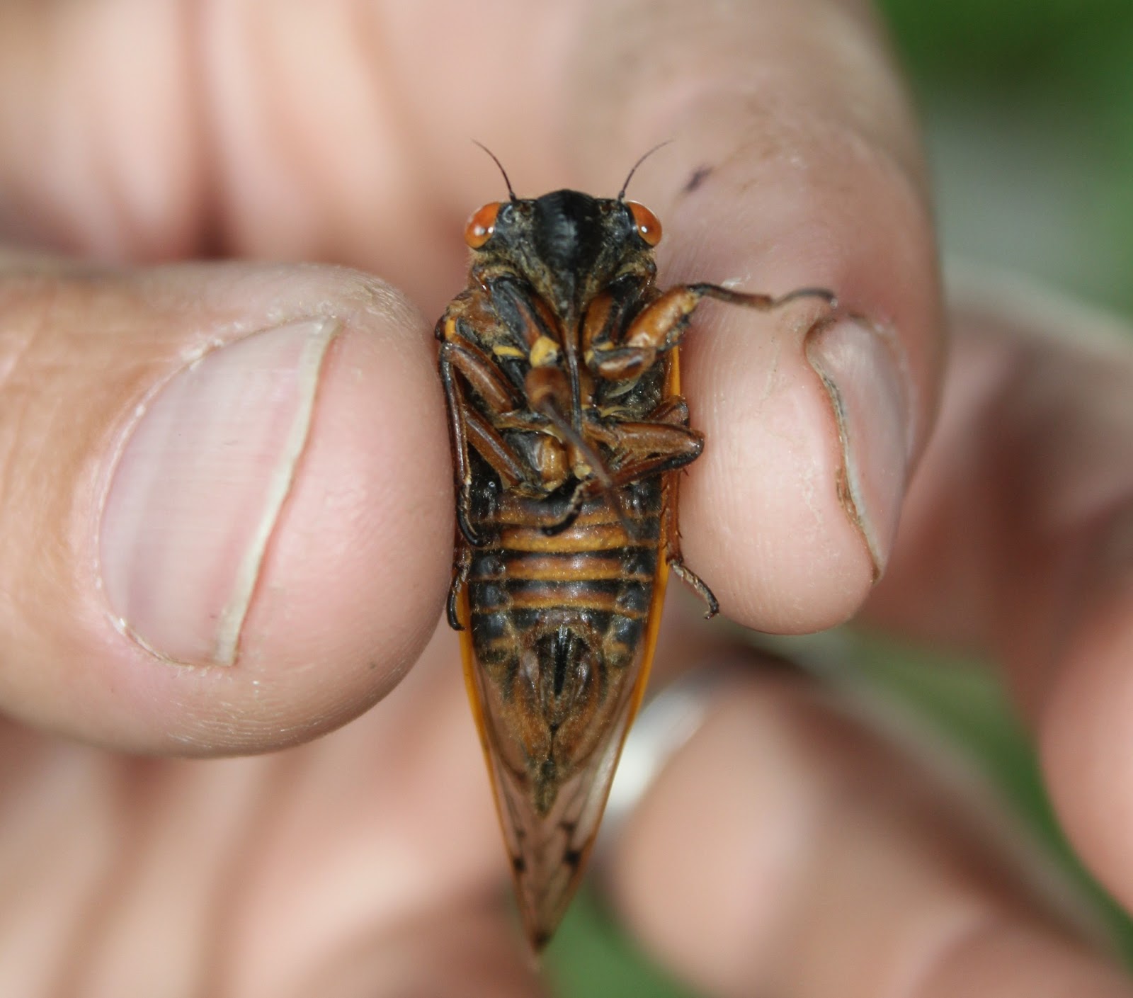 Sith-Cada, Return of the Broodii