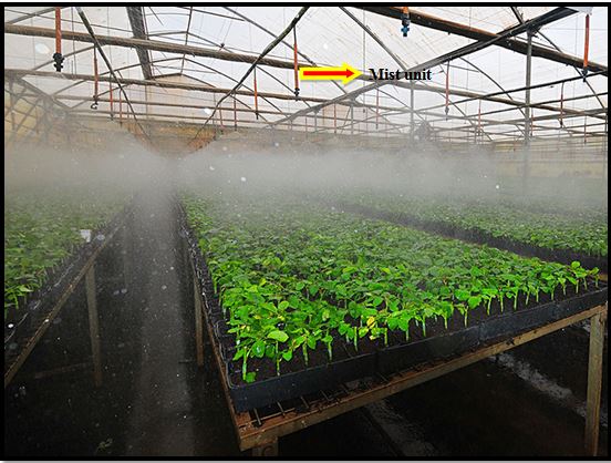 Mist Propagating Unit