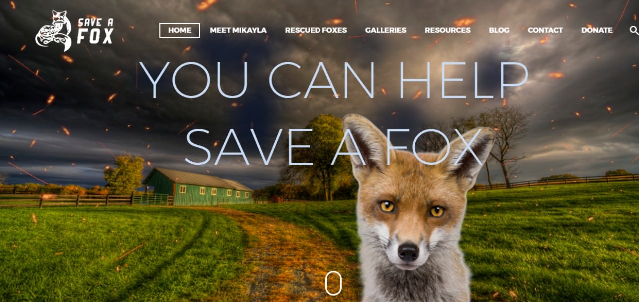 香港動物政策網誌: 好消息！美國救狐機構初步答允收留銀狐