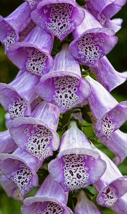 Flower Homes: Digitalis Flowers