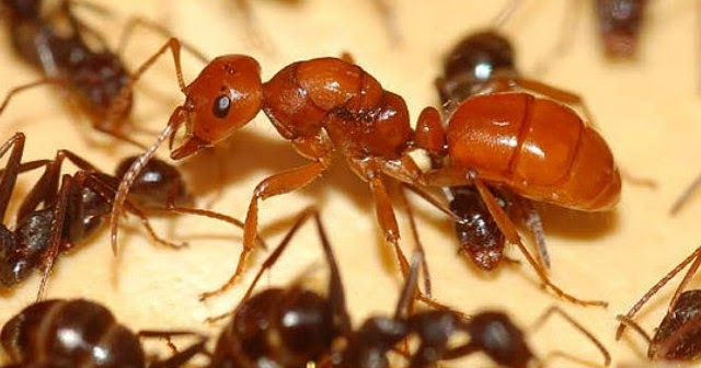 NAKAMA ZOO ANTS: Interesting Facts