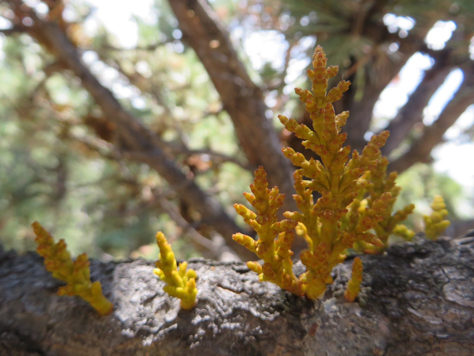CO-Horts: Dwarf Mistletoe in Ponderosa Pines posted by Mark J. Platten