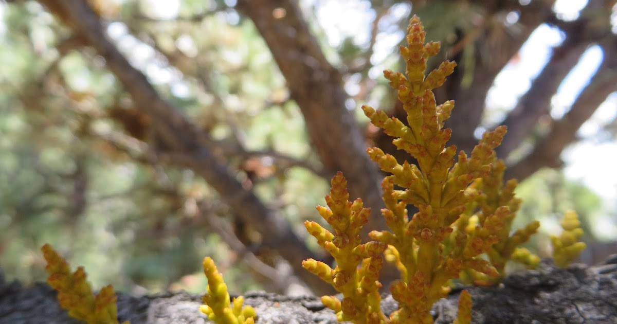 CO-Horts: Dwarf Mistletoe in Ponderosa Pines posted by Mark J. Platten