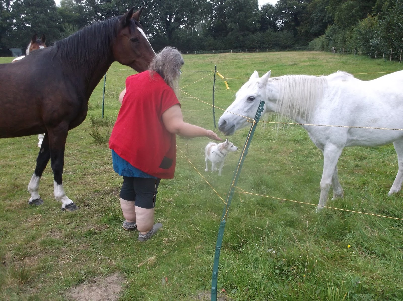 Hufrehe-Blog: Erdbeerzeit - denn auch Pferde naschen gern leckeres Obst