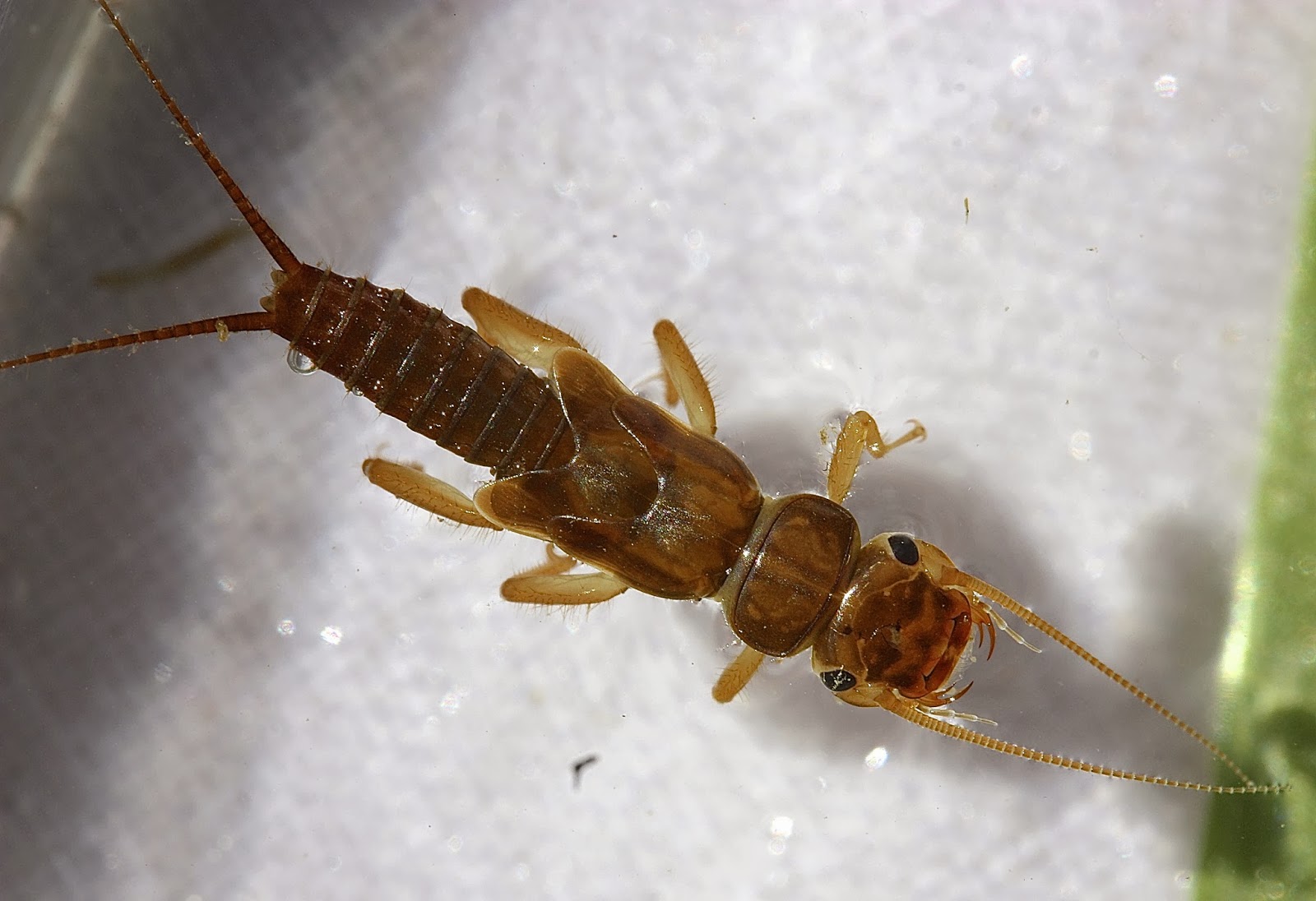 Aquatic Insects of Central Virginia: Colorful stoneflies at the Lynch River