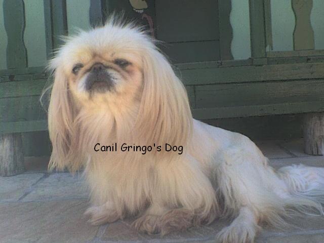 Canil Gringo's Dog ***: Pequinês